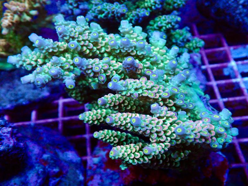 Home [wow-aquatic.com]